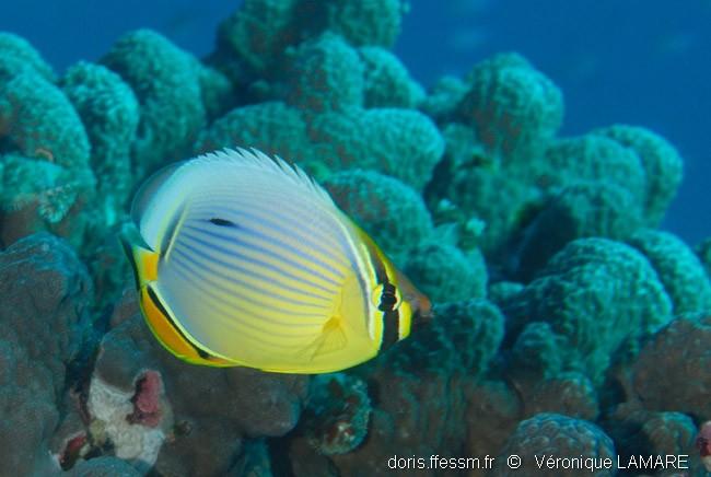 Chaetodon trifasciatus | DORIS
