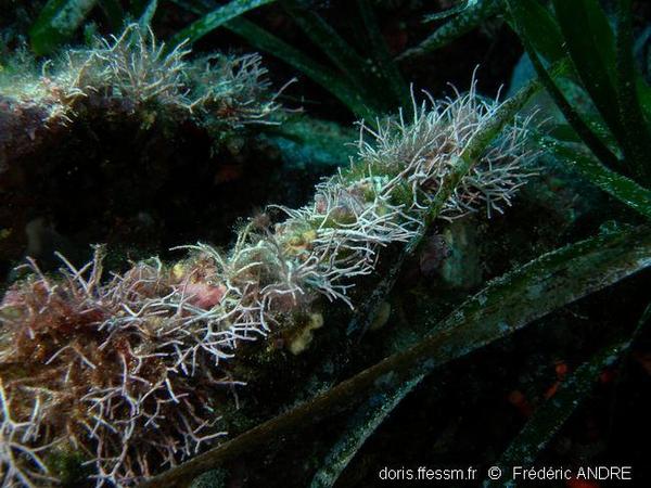 Amphiroa rigida | DORIS