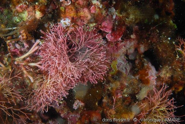 Amphiroa cryptarthrodia | DORIS