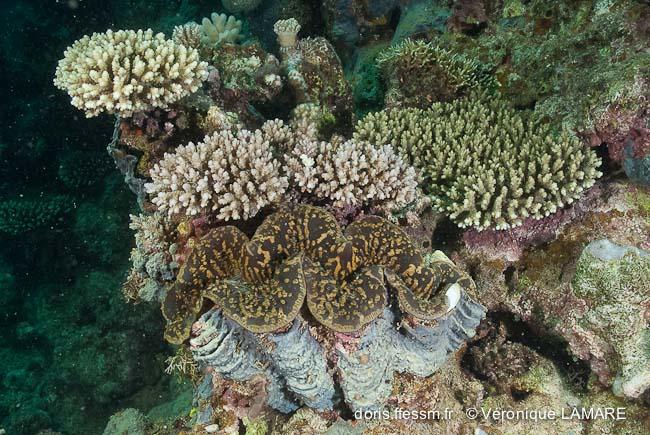 Tridacna squamosa | DORIS