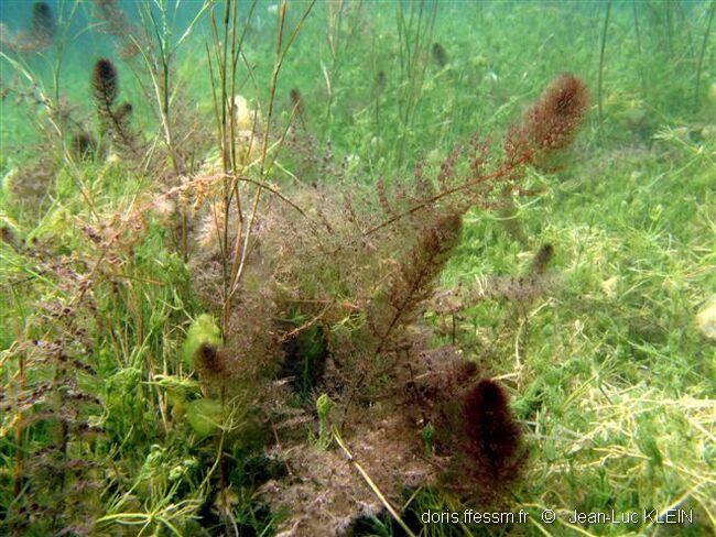 Utricularia vulgaris | DORIS