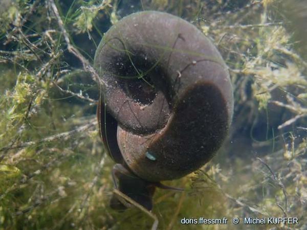 Planorbarius corneus | DORIS
