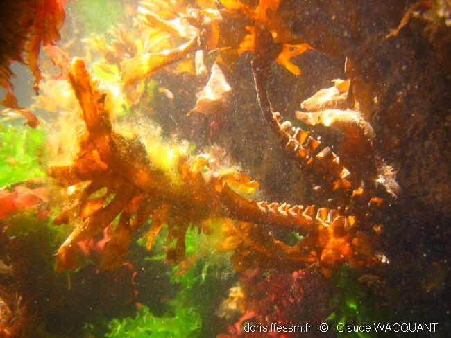 Undaria pinnatifida | DORIS