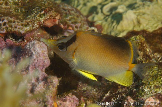 Prognathodes aculeatus | DORIS