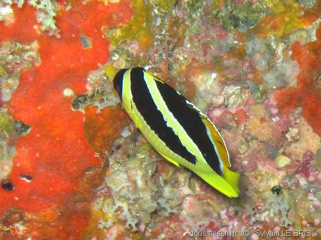 Chaetodon mitratus | DORIS