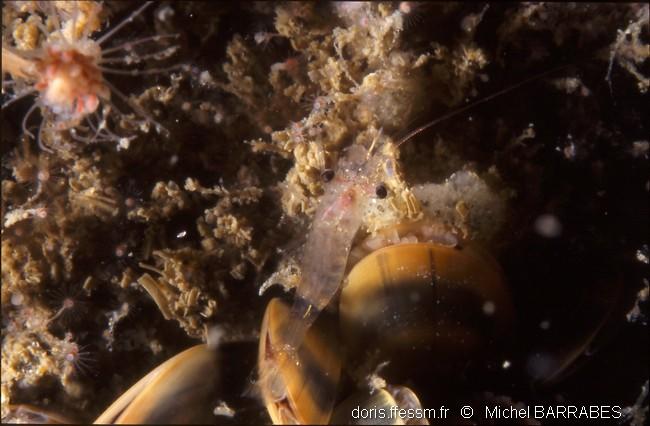 Eualus occultus | DORIS