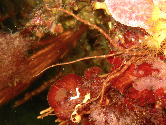 Ophiopsila aranea | DORIS