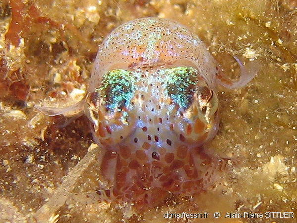 Sepiola rondeletii | DORIS