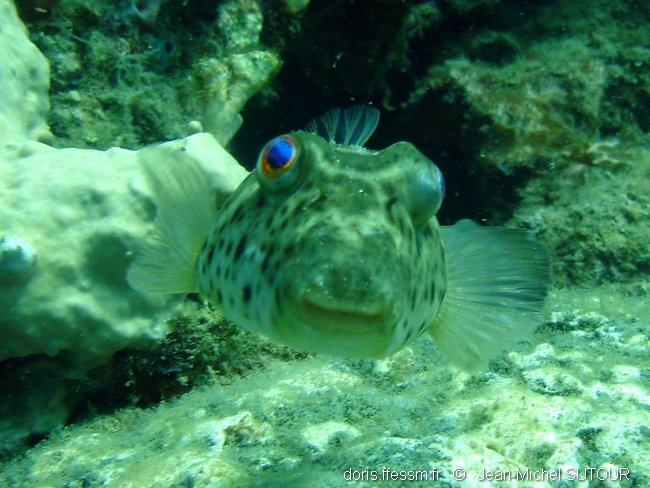 Sphoeroides testudineus | DORIS