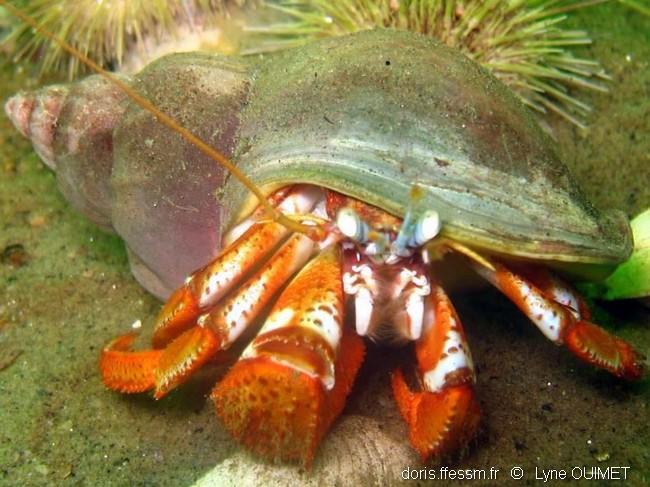 Pagurus acadianus | DORIS