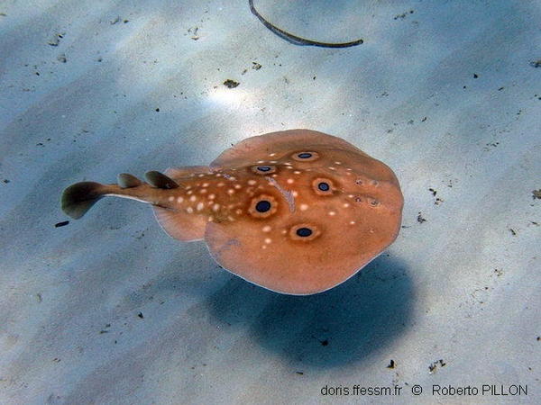 Torpedo torpedo | DORIS