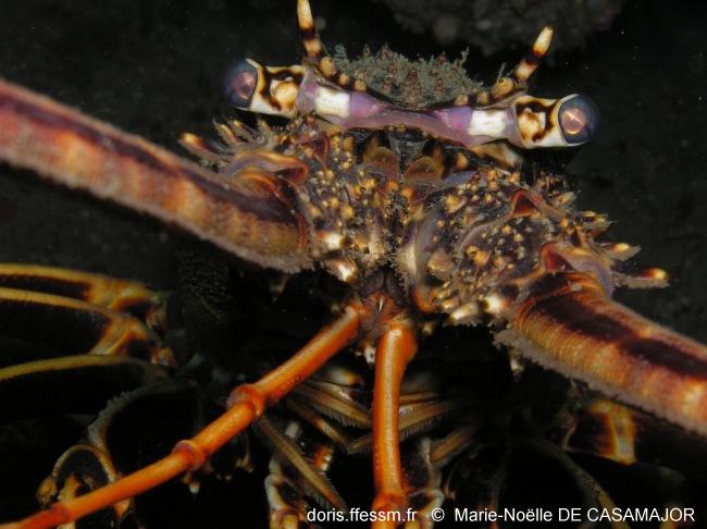 Palinurus elephas | DORIS