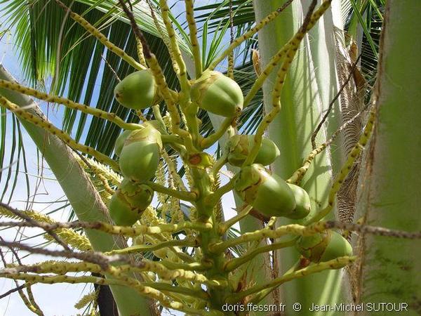 Cocos nucifera | DORIS