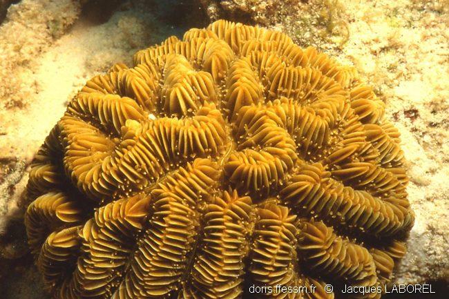 Meandrina meandrites | DORIS