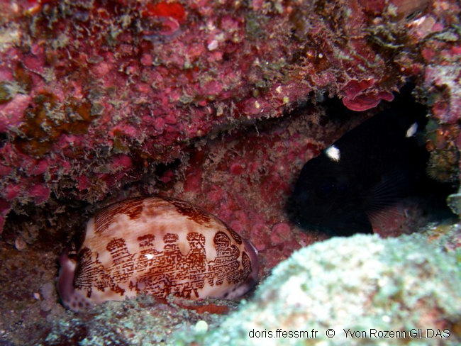 Leporicypraea mappa | DORIS