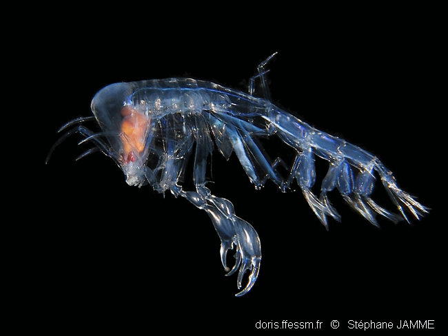 Phronima sedentaria | DORIS