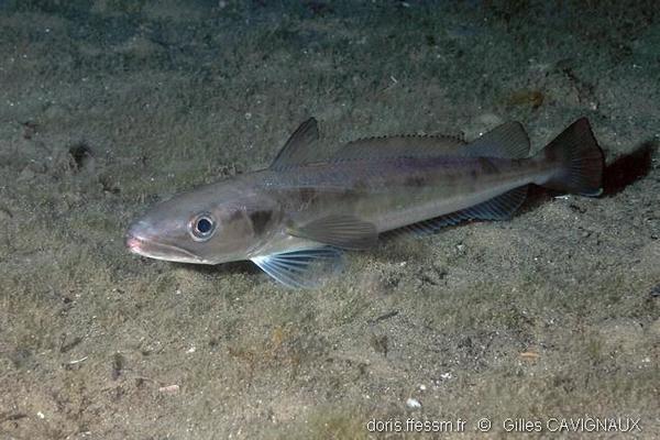 Merluccius merluccius | DORIS
