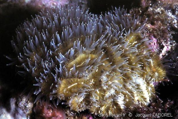 Meandrina meandrites | DORIS