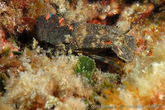 Scyllarus arctus | DORIS