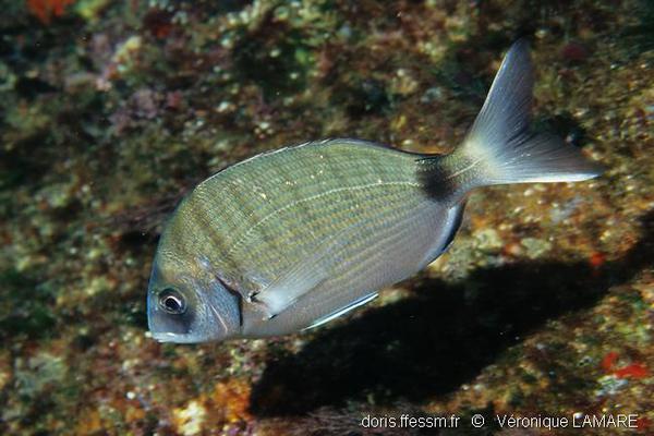 Diplodus sargus | DORIS