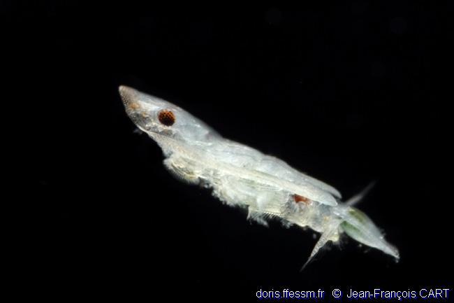 Argulus foliaceus | DORIS