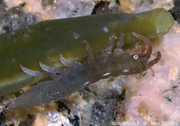 Idotea granulosa | DORIS