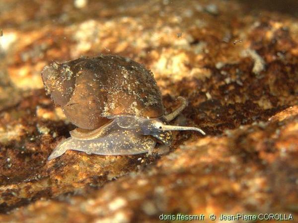 Bithynia Tentaculata Doris