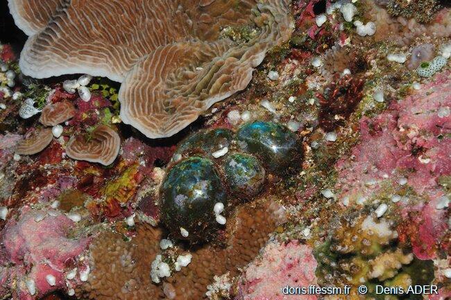 Valonia ventricosa | DORIS