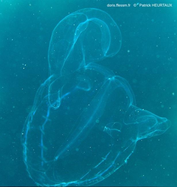 Deiopea kaloktenota | DORIS