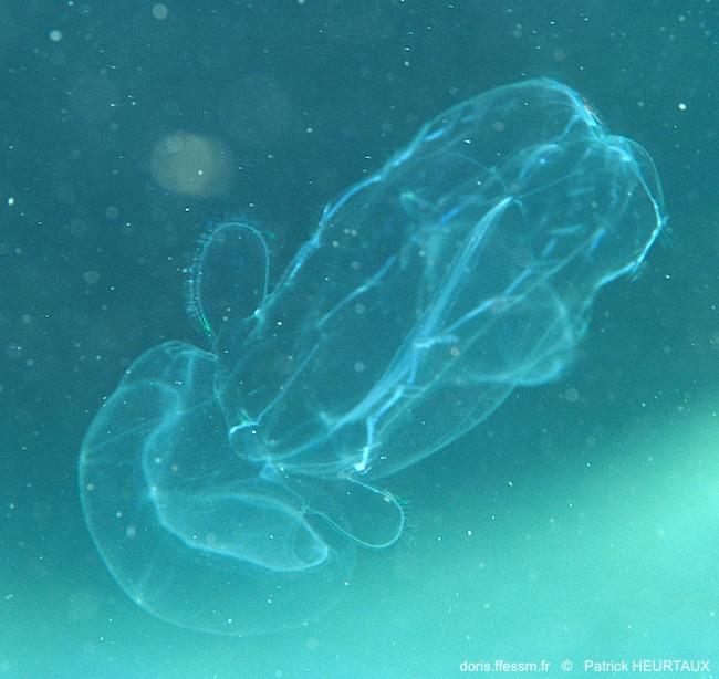 Deiopea kaloktenota | DORIS