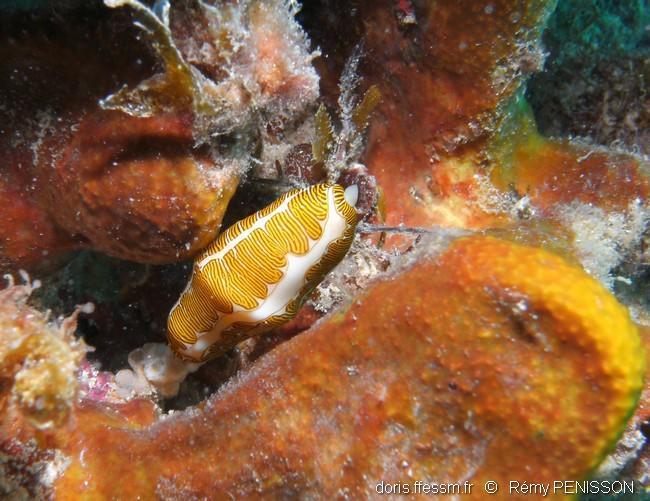 Cyphoma signatum | DORIS