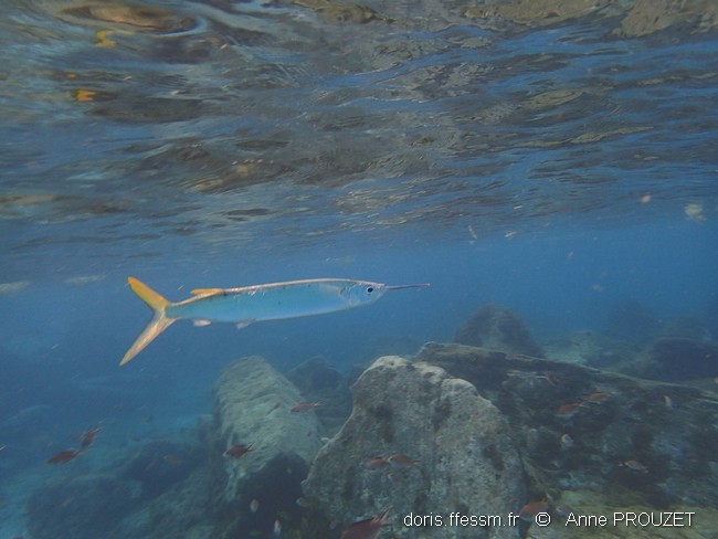Hemiramphus brasiliensis | DORIS