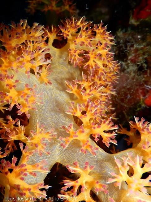 Dendronephthya spp. | DORIS