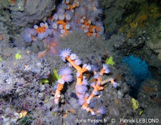 Dendrophyllia ramea | DORIS