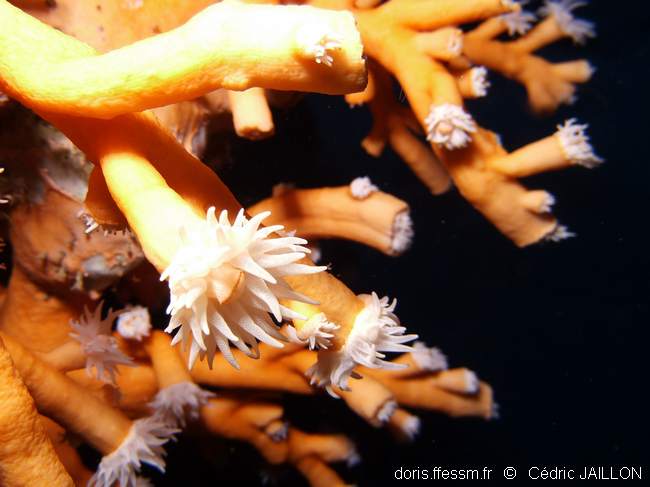 Dendrophyllia ramea | DORIS