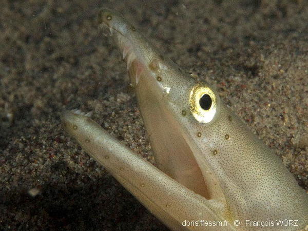 Ophisurus serpens | DORIS