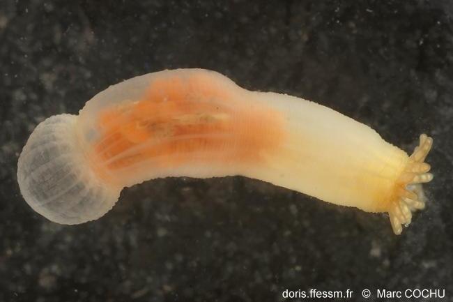 Halcampa chrysanthellum | DORIS
