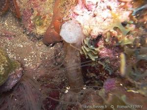 Isaurus tuberculatus | DORIS