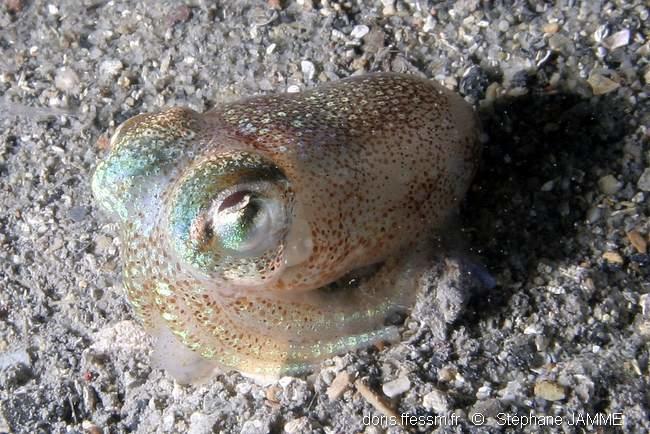 Sepiola rondeletii | DORIS