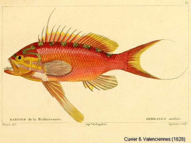 Anthias anthias | DORIS