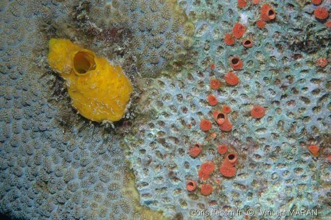 Siphonodictyon coralliphagum | DORIS