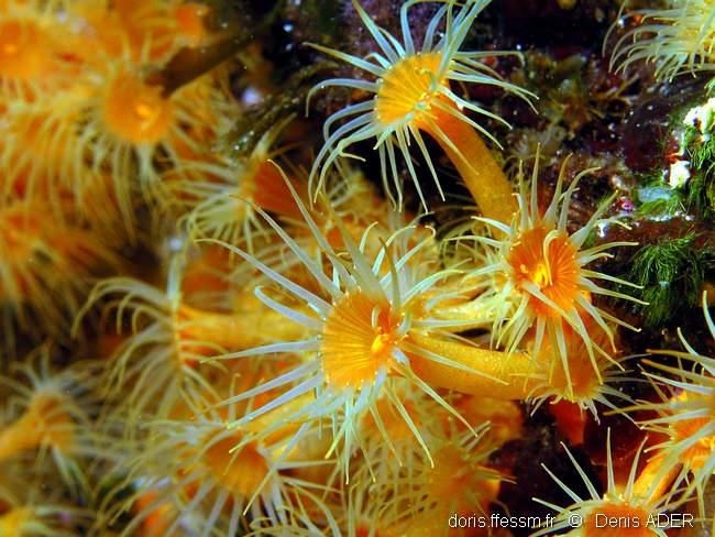 Parazoanthus axinellae | DORIS