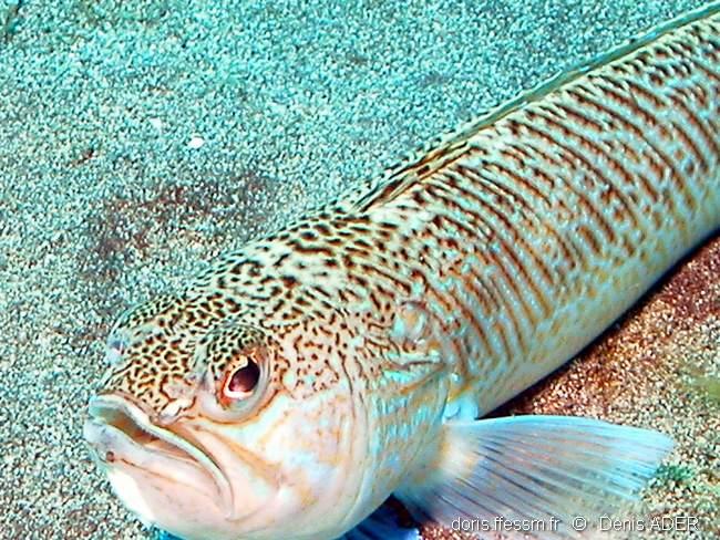 Trachinus draco | DORIS