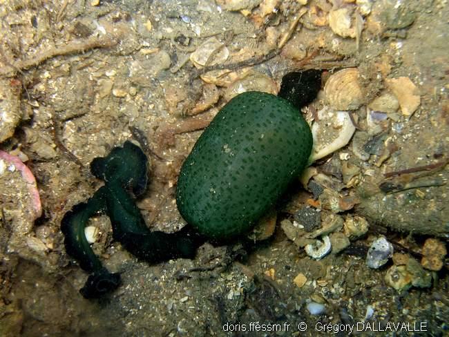 Bonellia viridis | DORIS