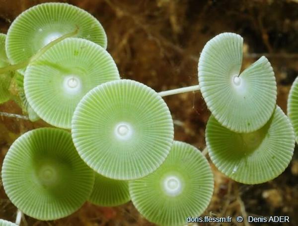 Acetabularia acetabulum | DORIS