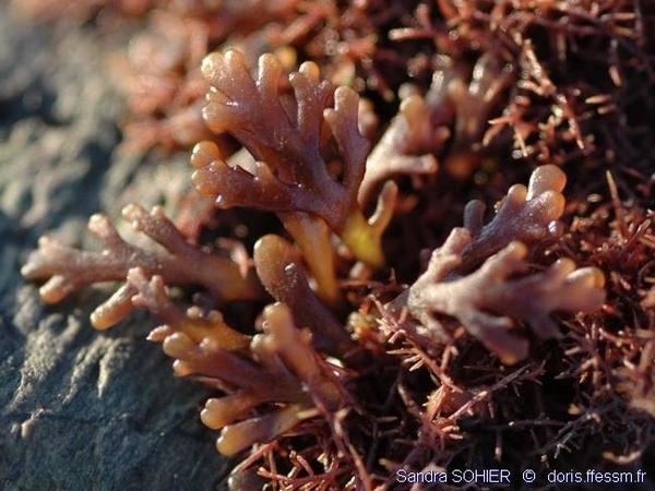 Osmundea pinnatifida | DORIS