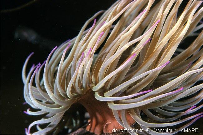 Anemonia viridis | DORIS