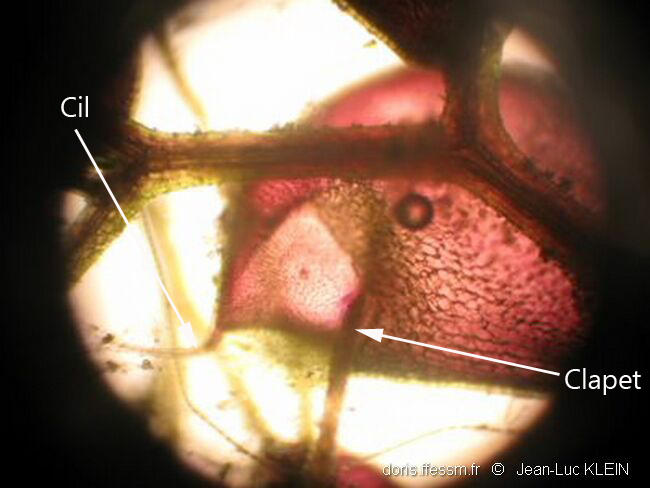Utricularia vulgaris | DORIS