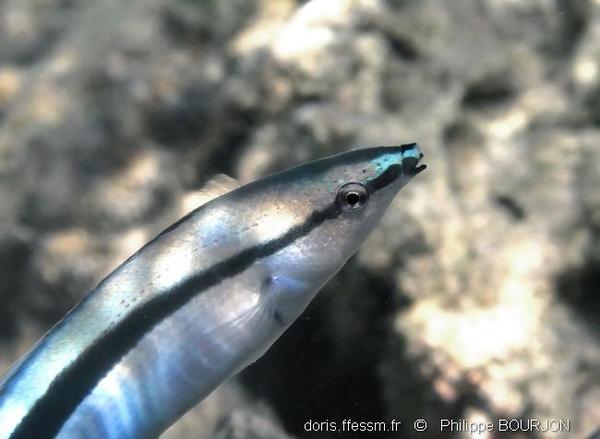 Labroides dimidiatus | DORIS