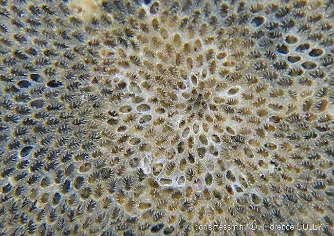 Conopeum reticulum | DORIS